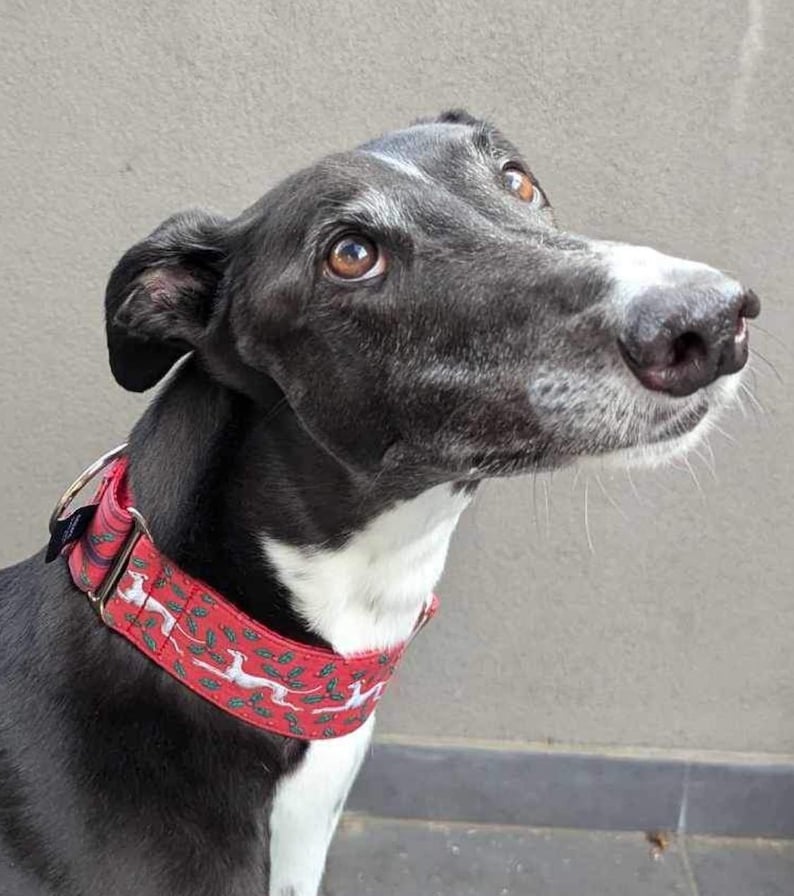 Martingale Collar, Hound Collection, Wide Dog Collar, Matching Leads ...