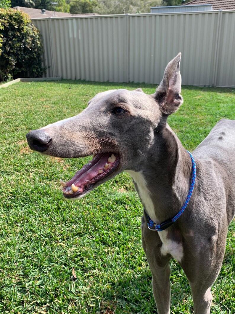 Rope House Collar, Dog ID Tag Collar - Red - Etsy UK