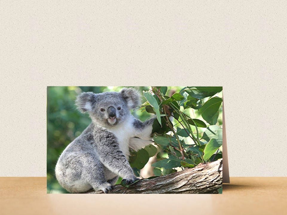 Koala card. Printable digital photo card download. Cute | Etsy
