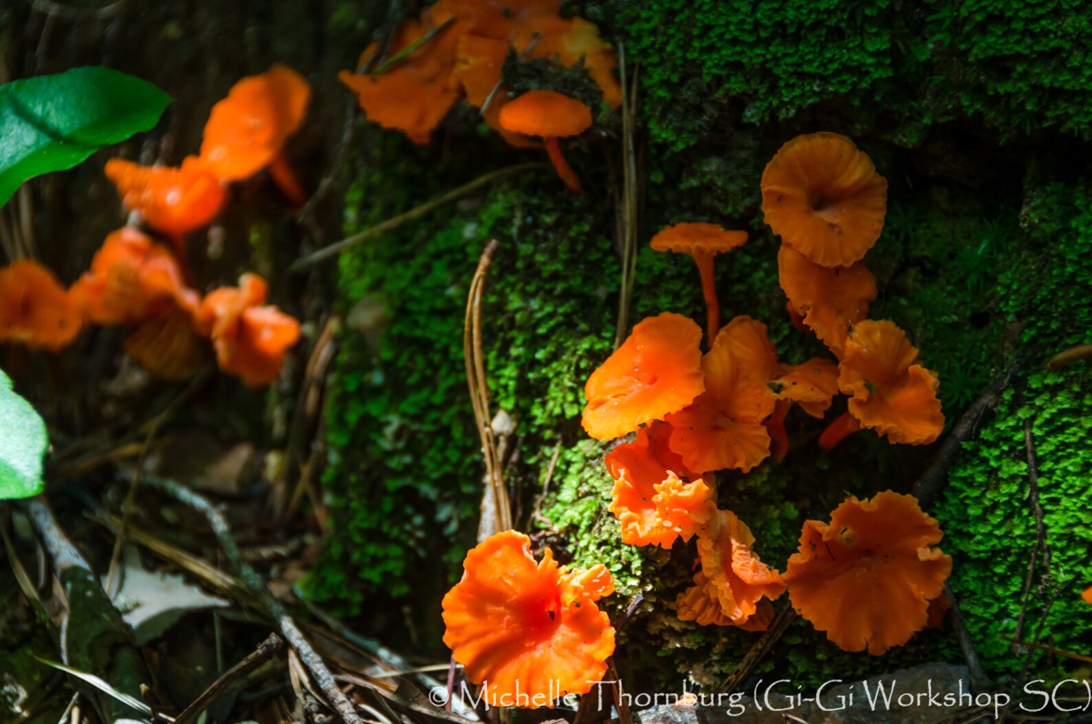 Wild Orange Mushrooms Nature Floral Digital Download Printable Art ...