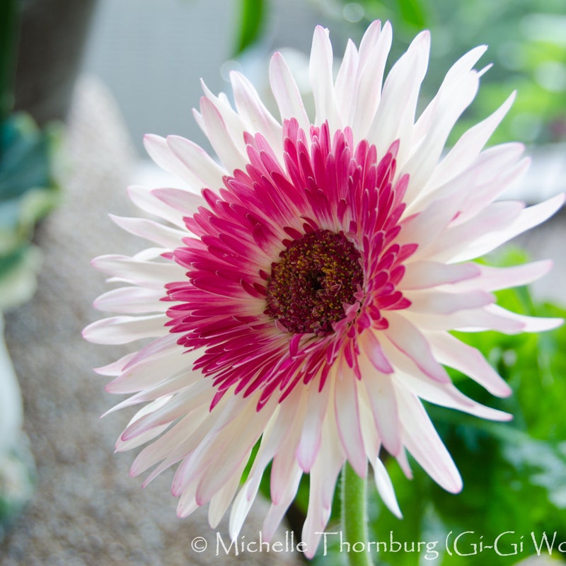 Gerber Daisy - Etsy