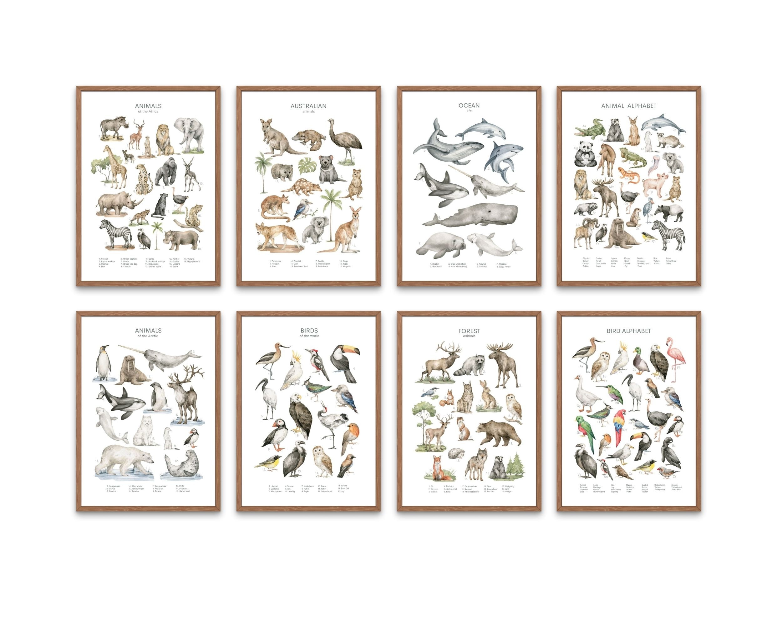 Children's Wall Art, Set of 8, Arctic Animals, Ocean Life, Woodland ...