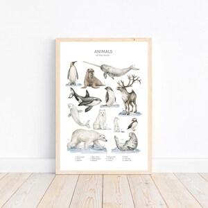 Children's Wall Art, Set of 8, Arctic Animals, Ocean Life, Woodland ...