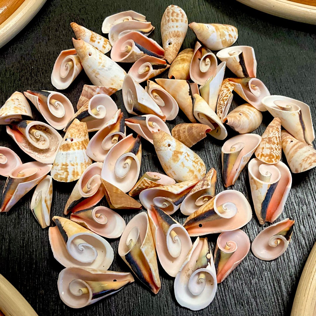 Cut Strombus Shells (1.1 Lb): Coastal DIY Art & Craft Supply - Etsy