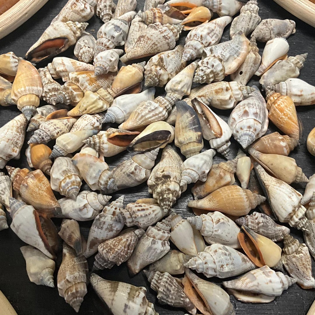 1.1 Lb. (1/2 Kg) of Strombus Urceus Shells for Shell Art and Crafts DIY ...
