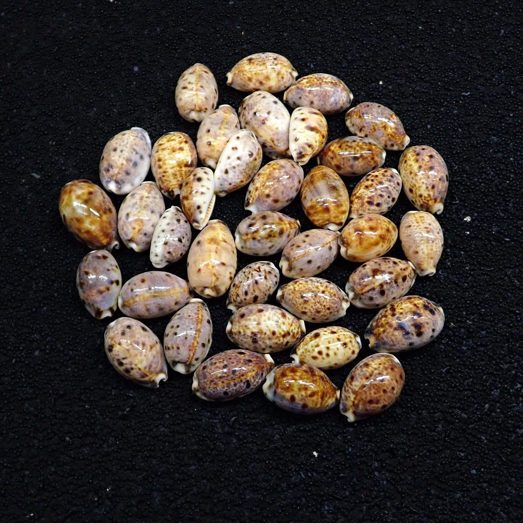 Deer Cowrie Shells (1.1 Lb / 1/2 Kg): Coastal DIY Craft Supply - Etsy