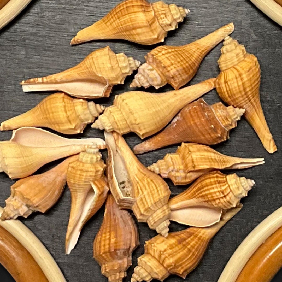 1.1 Lb. (1/2 Kg) of Fox Shells for Shell Art and Crafts DIY Projects ...