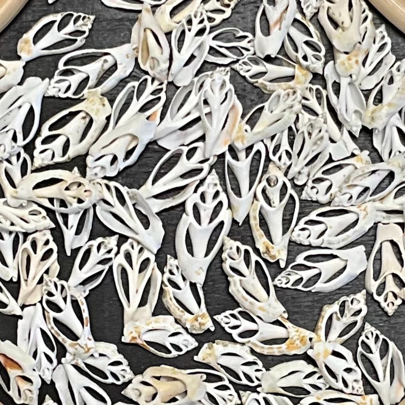 Sliced Strombus Shells (1.1 Lb): Coastal DIY Art & Craft Supply - Etsy