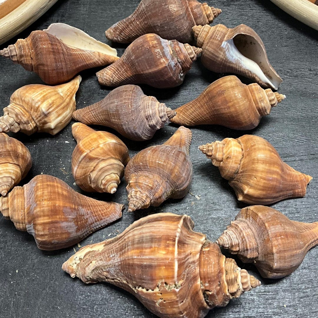 Dark Vole Seashells (1.1 Lb): Coastal Art, DIY Crafts, Beach Decor - Etsy
