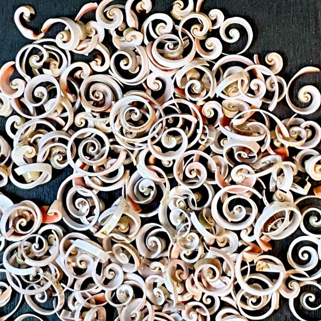 1.1 Lb. (1/2 Kg) of Curly Cut Strombus Shells for Shell Art and Crafts ...