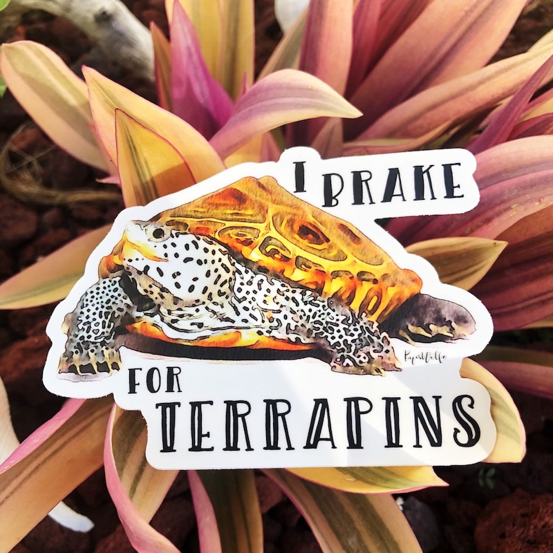 Terrapin Turtle - Etsy