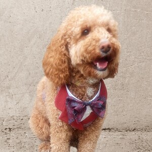 Dog Harness, Ascot Style. Formal Jacket Hunting Jacket Design. Harness ...