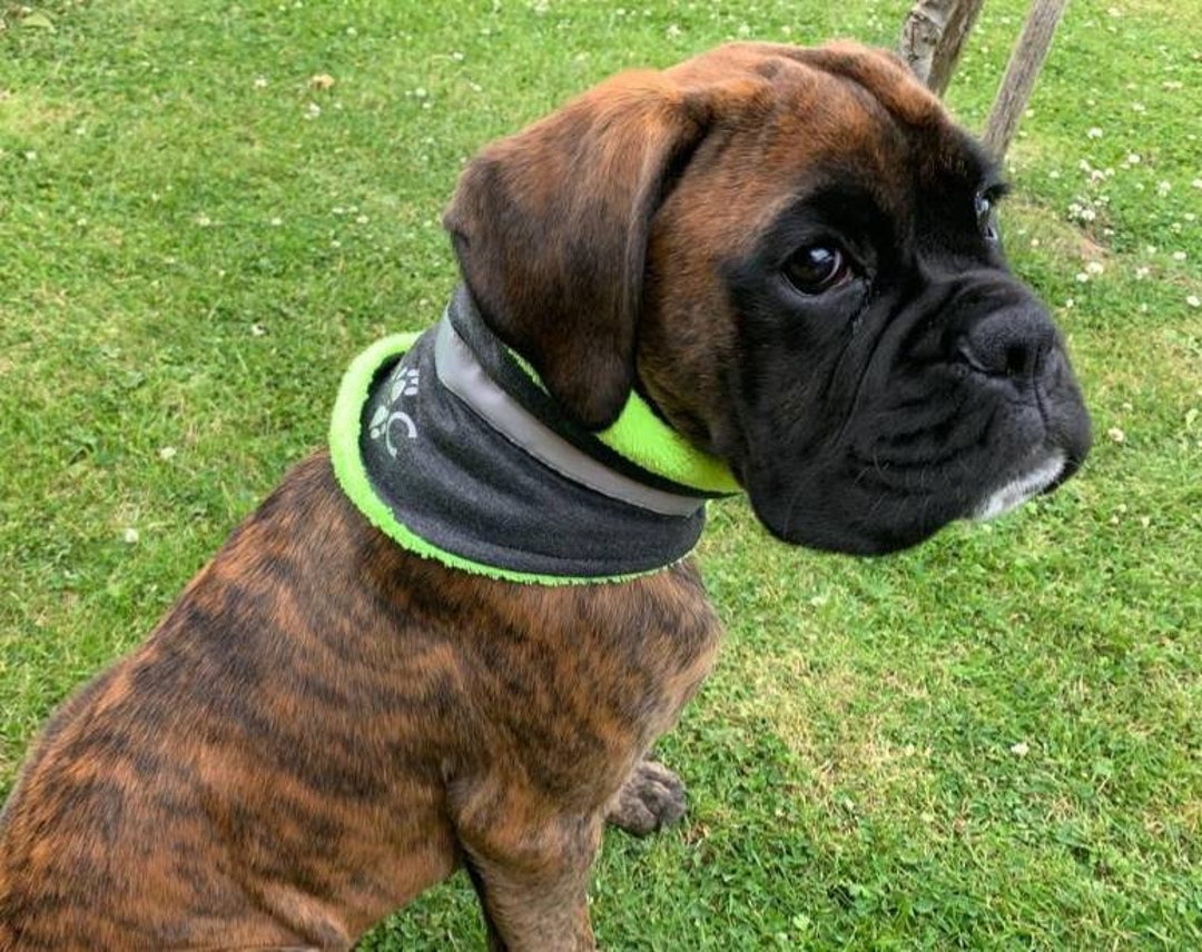 Dog Neck Warmer. Dog High-visibility Neck Wamer. Dog Jersey Neck Band ...