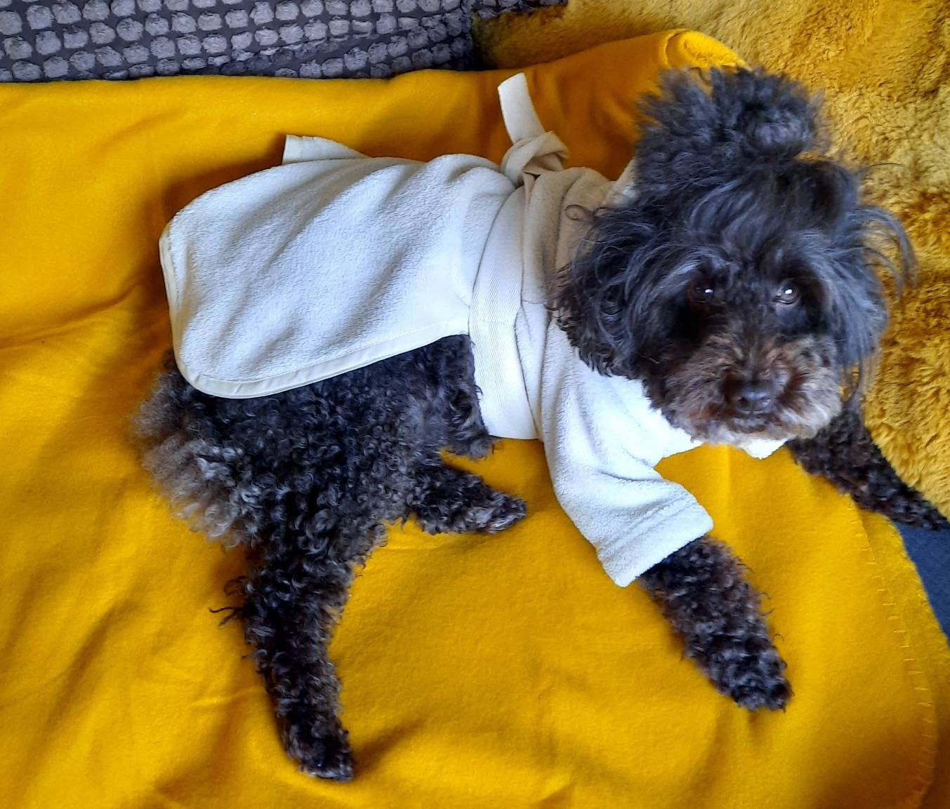 Dog Hood Bathrobe. Dog Hood dressing gown. Kids & dogs | Etsy