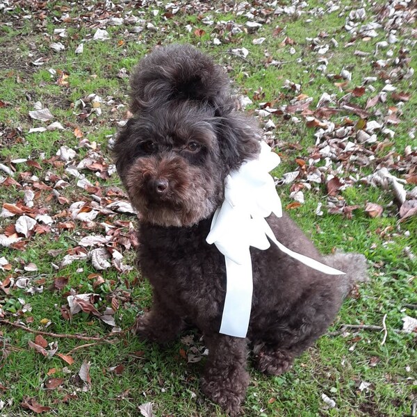 Dog Ring Bearer - Etsy
