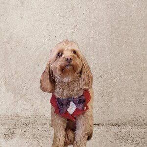 Dog Harness, Ascot Style. Formal Jacket Hunting Jacket Design. Harness ...