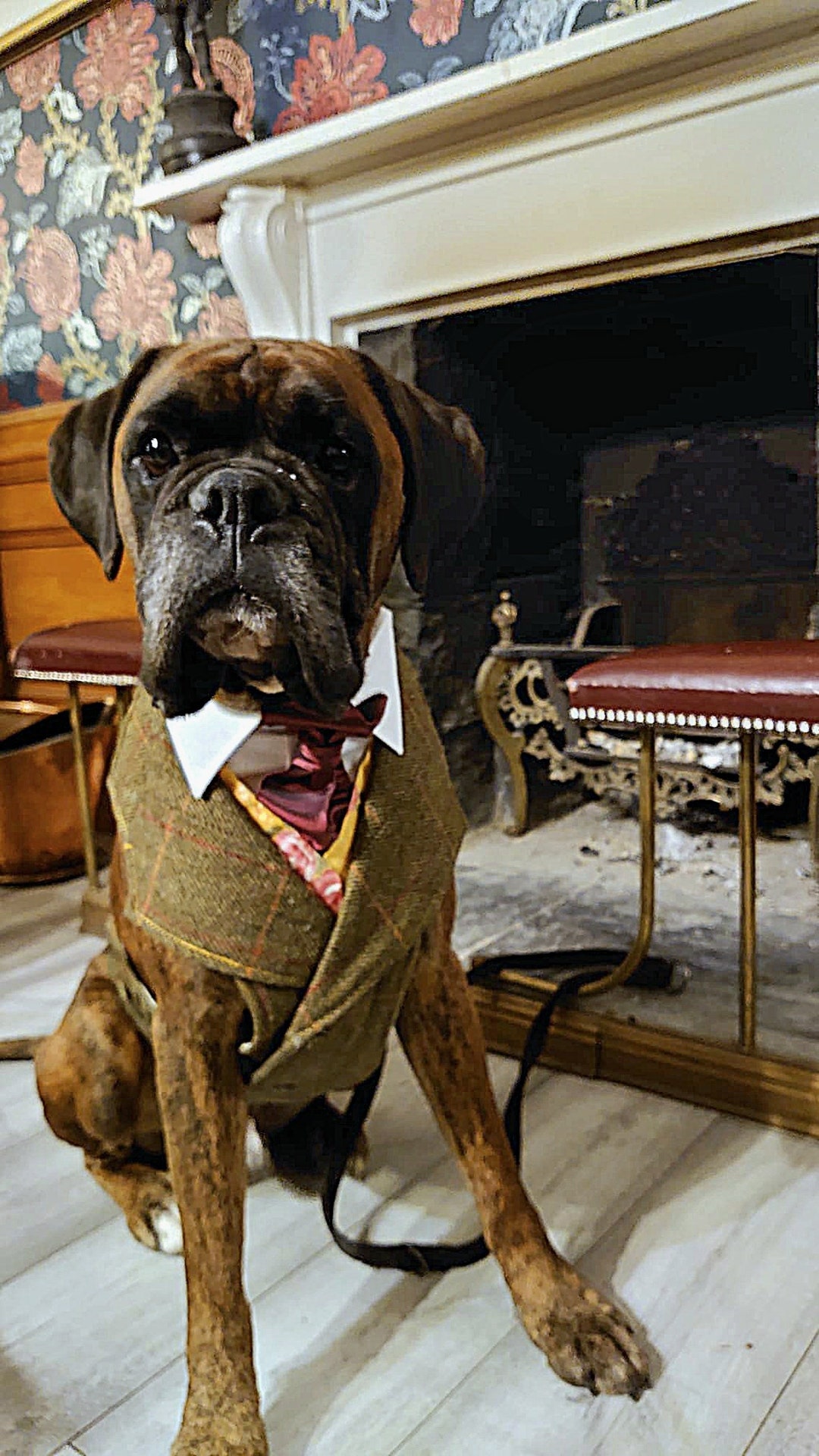 Dog Harness, for Male Dog, as Tweed Jacket Style ; With Silk Waistcoat ...