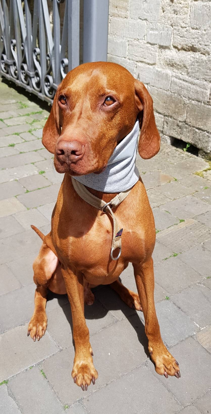 What Is A Floating Rib In A Dog