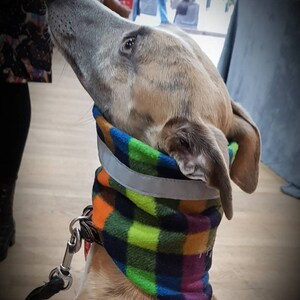 Dog Neck Warmer. Dog High-visibility Neck Wamer. Dog Fleece Neck Band ...