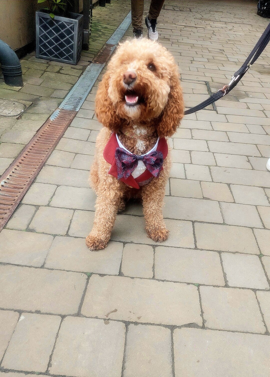 Dog Harness, Ascot Style. Formal Jacket Hunting Jacket Design. Harness ...