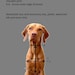 Dogs Bridal Rosette & Tails, With Elastic Collar Feed Loop. Wonderful ...