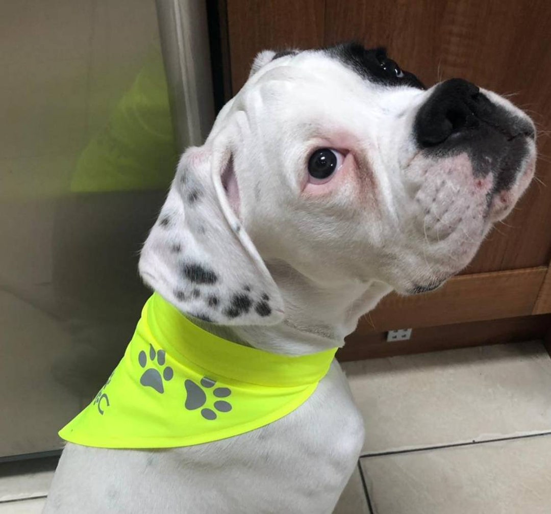 Dog Bandana. Dog High-visibility Paw Prints Safety Bandana. Dog Neck ...