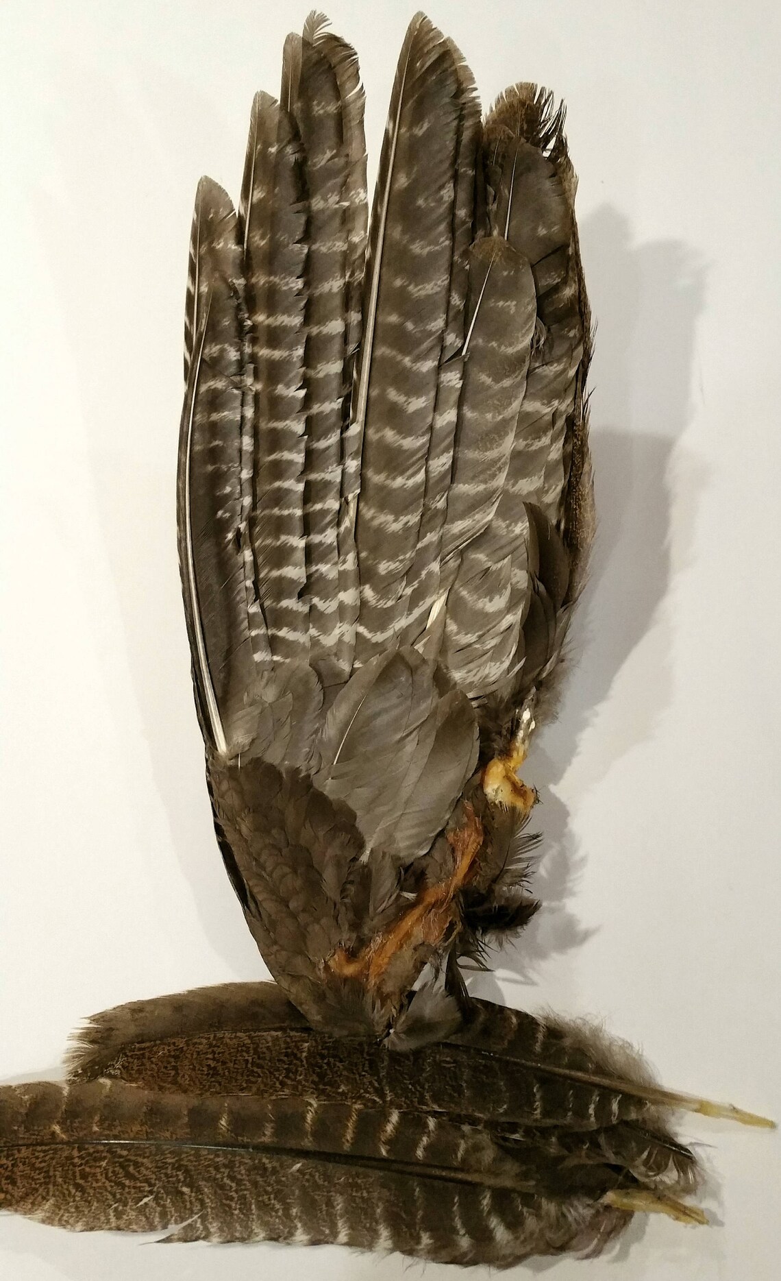 Wild Turkey Wing Quill Arrow Fletching Archery Fly Tying | Etsy