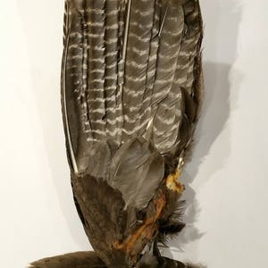 Wild Turkey Wing Quill Arrow Fletching Archery Fly Tying Fishing Smudge ...