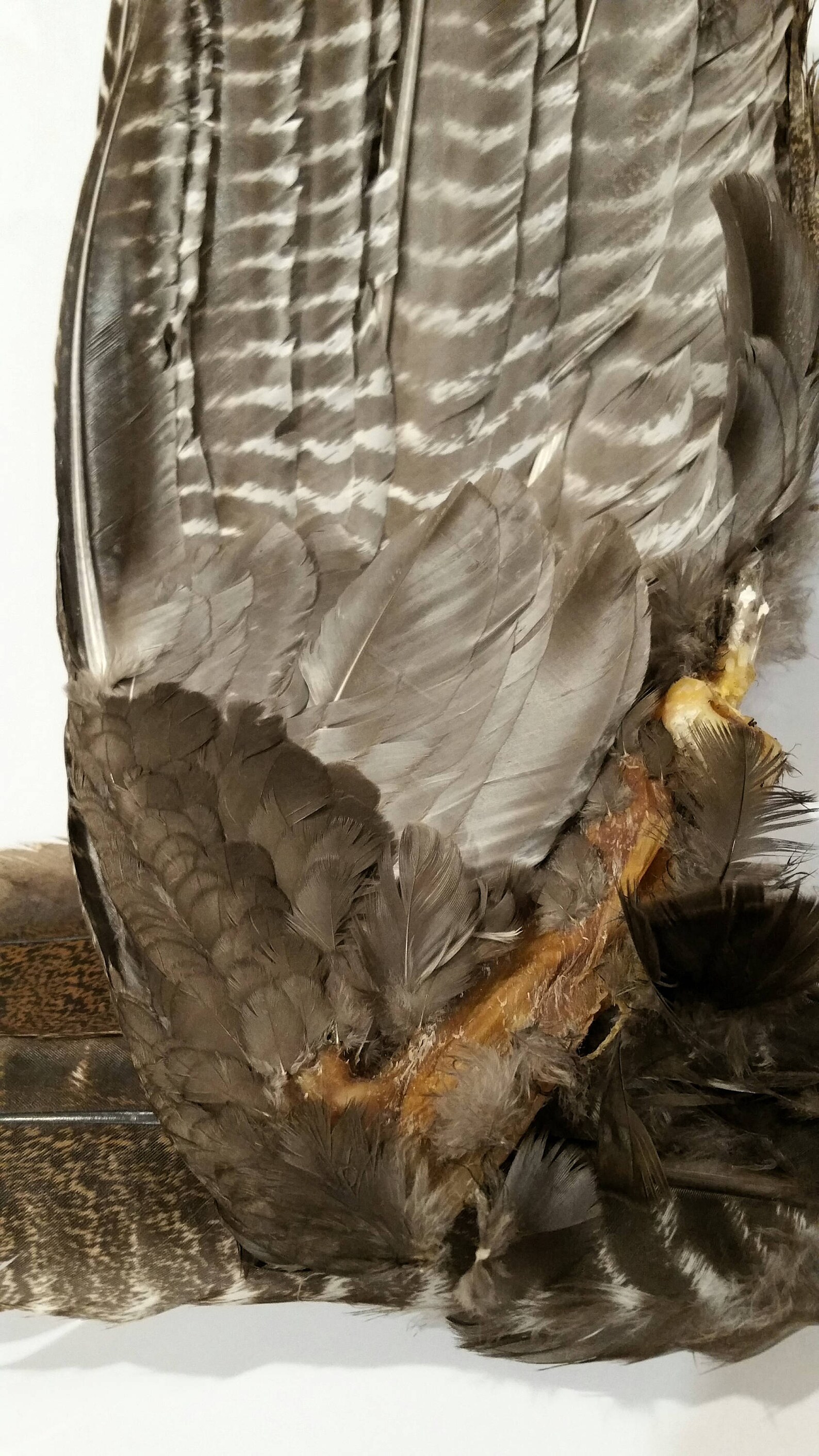 Wild Turkey Wing Quill Arrow Fletching Archery Fly Tying Fishing Smudge ...