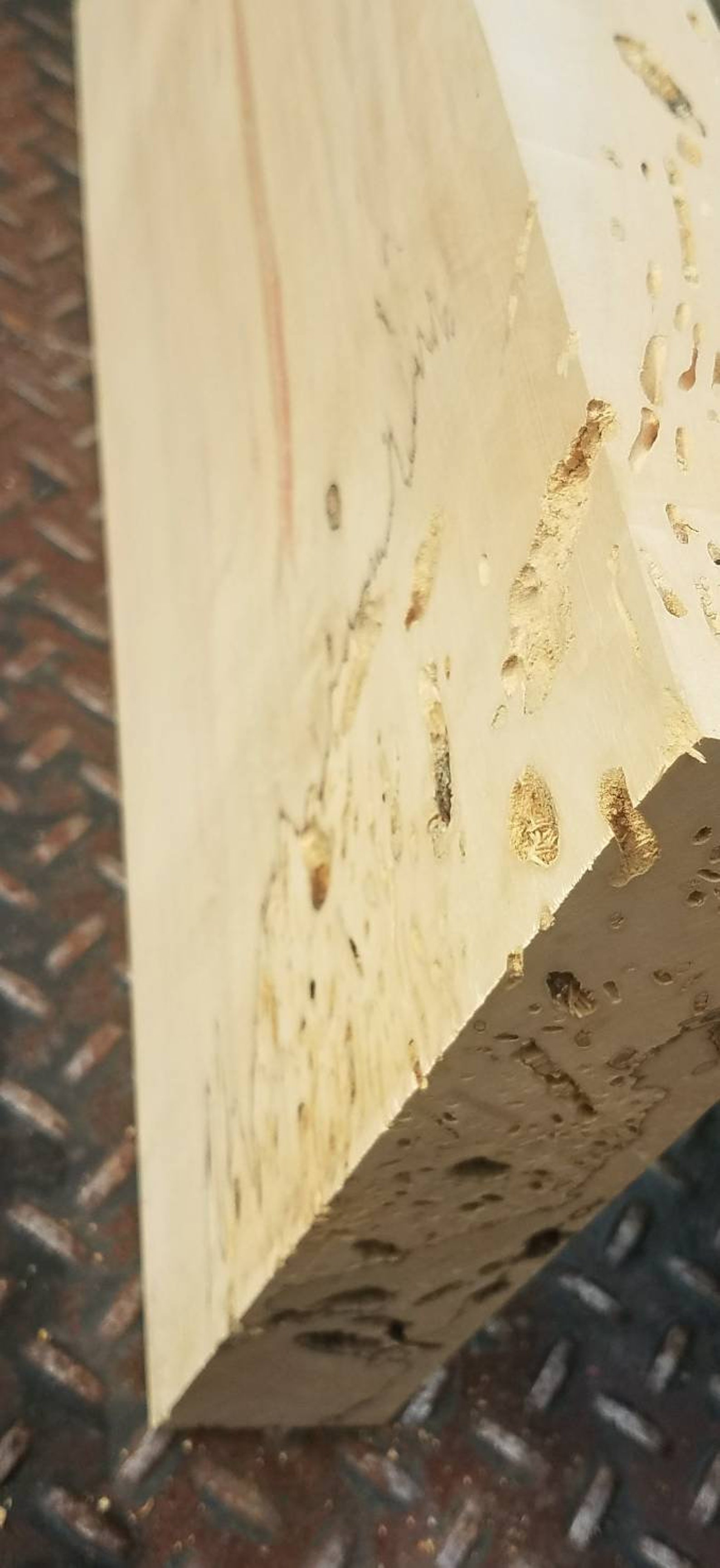 Boxelder Worm Insect Nest Tunneled Rustic Wood Board Lumber Shelf Blue ...