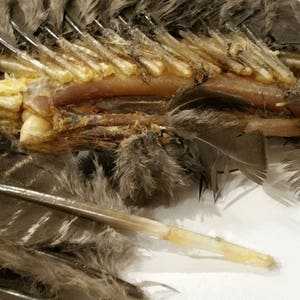 Wild Turkey Wing Quill Arrow Fletching Archery Fly Tying Fishing Smudge ...