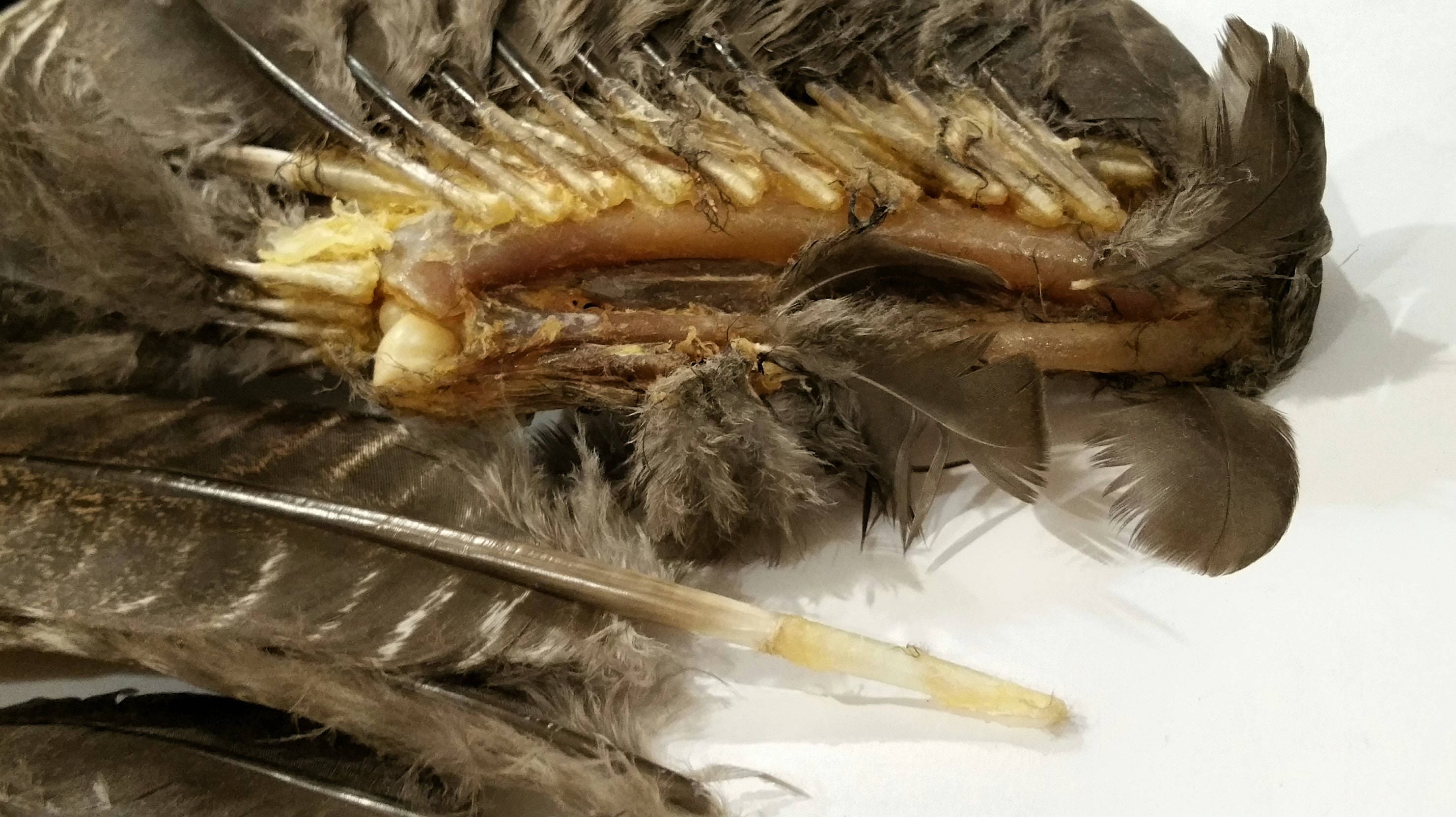 Wild Turkey Wing Quill Arrow Fletching Archery Fly Tying Fishing Smudge ...