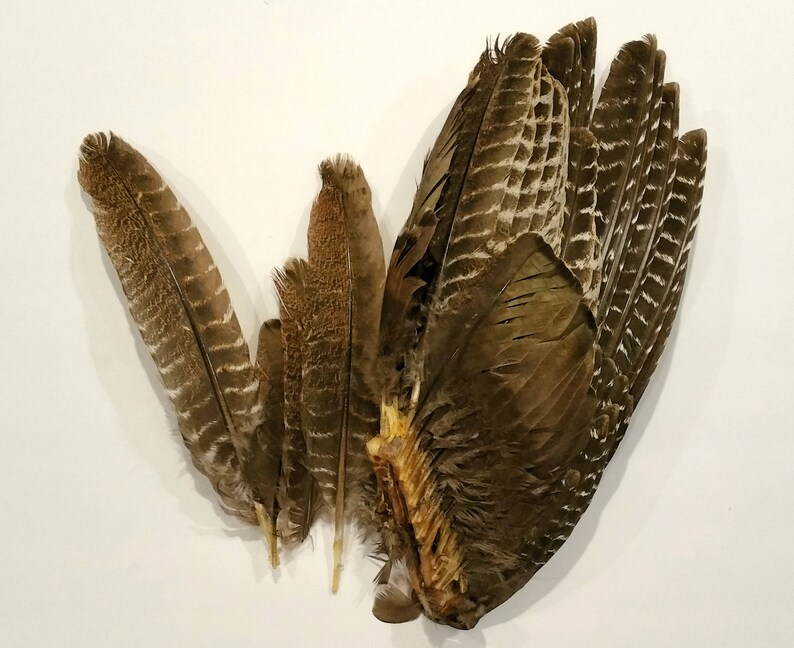 Wild Turkey Wing Quill Arrow Fletching Archery Fly Tying Fishing Smudge ...