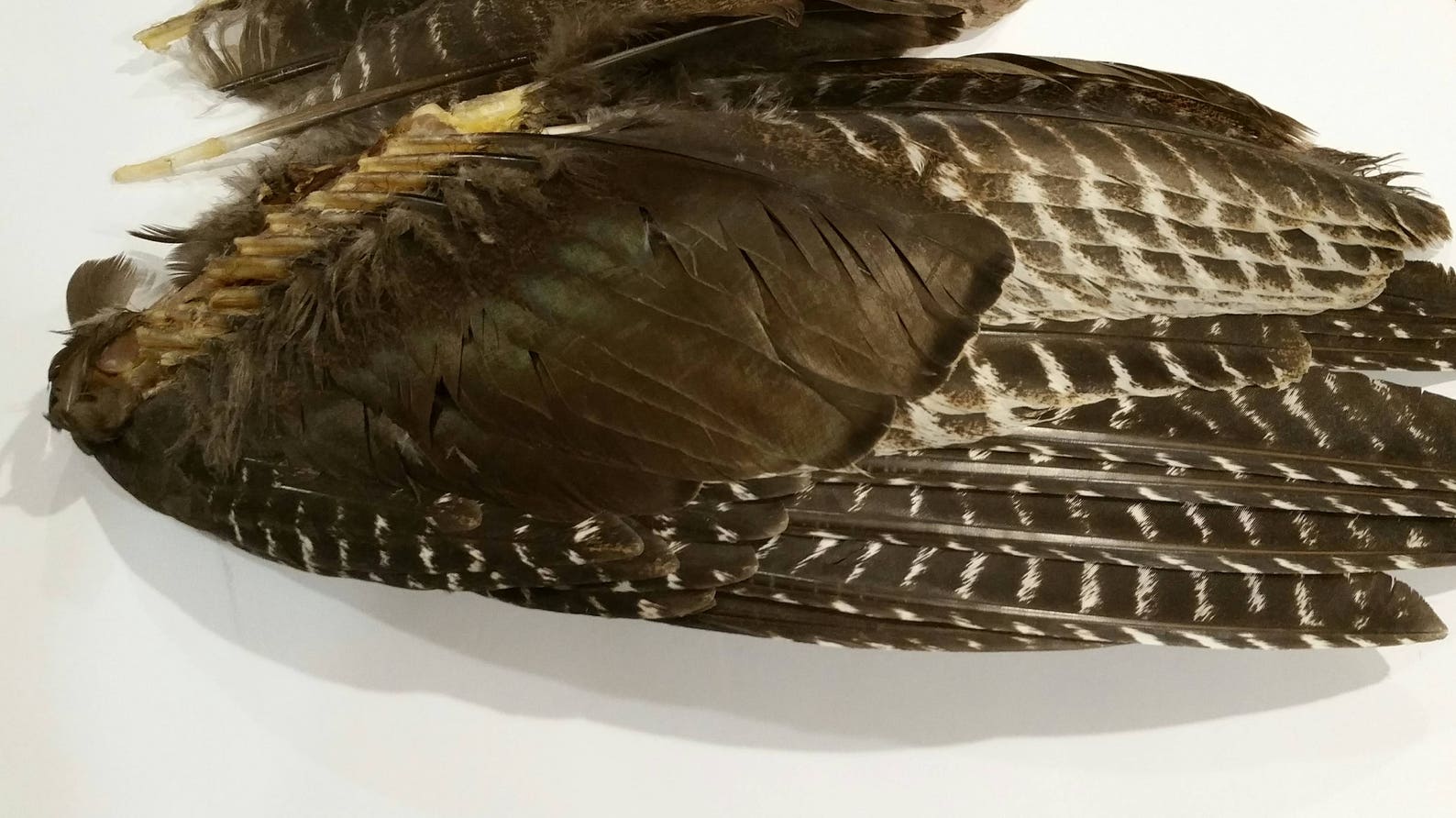 Wild Turkey Wing Quill Arrow Fletching Archery Fly Tying Fishing Smudge ...