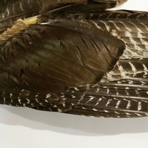 Wild Turkey Wing Quill Arrow Fletching Archery Fly Tying Fishing Smudge ...