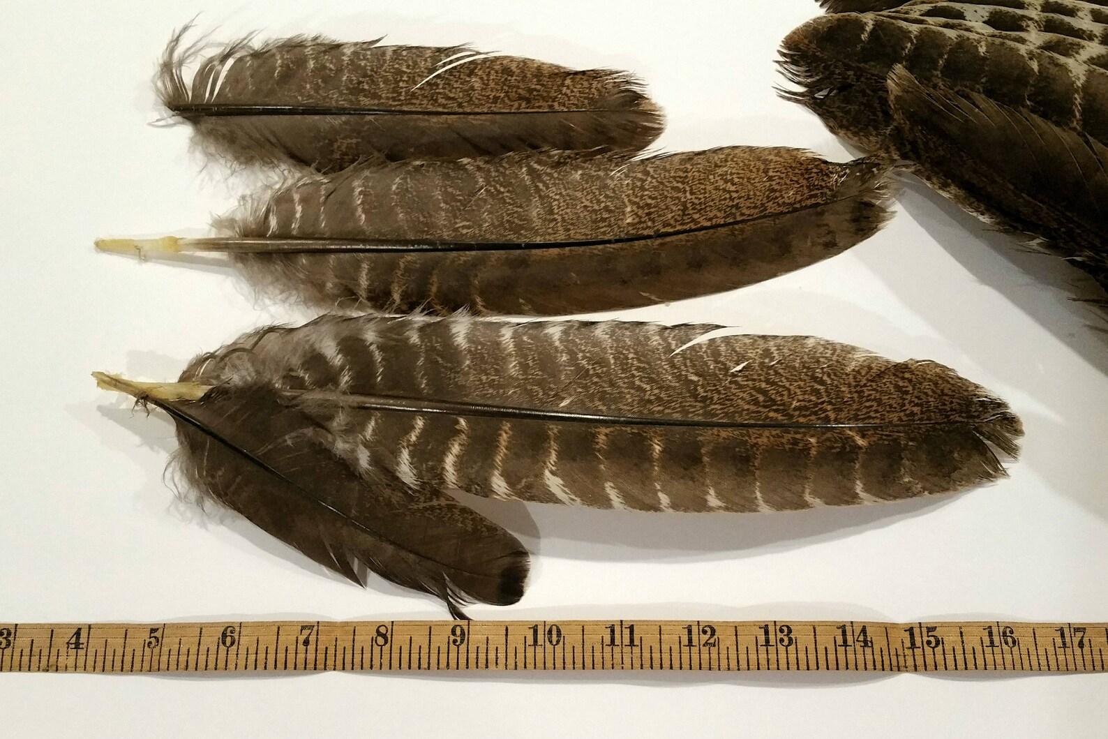 Wild Turkey Wing Quill Arrow Fletching Archery Fly Tying | Etsy