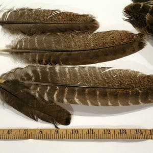 Wild Turkey Wing Quill Arrow Fletching Archery Fly Tying Fishing Smudge ...