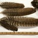 Wild Turkey Wing Quill Arrow Fletching Archery Fly Tying Fishing Smudge ...