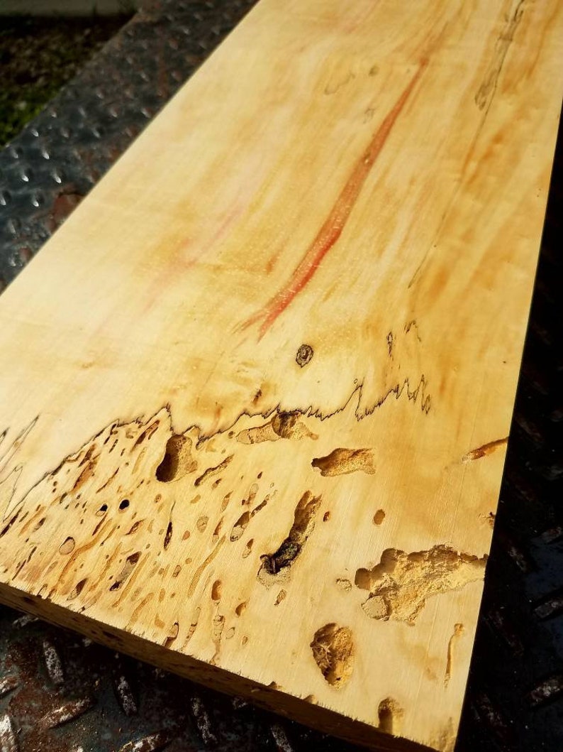 Boxelder Worm Insect Nest Tunneled Rustic Wood Board Lumber Shelf Blue ...