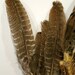 Wild Turkey Wing Quill Arrow Fletching Archery Fly Tying Fishing Smudge ...