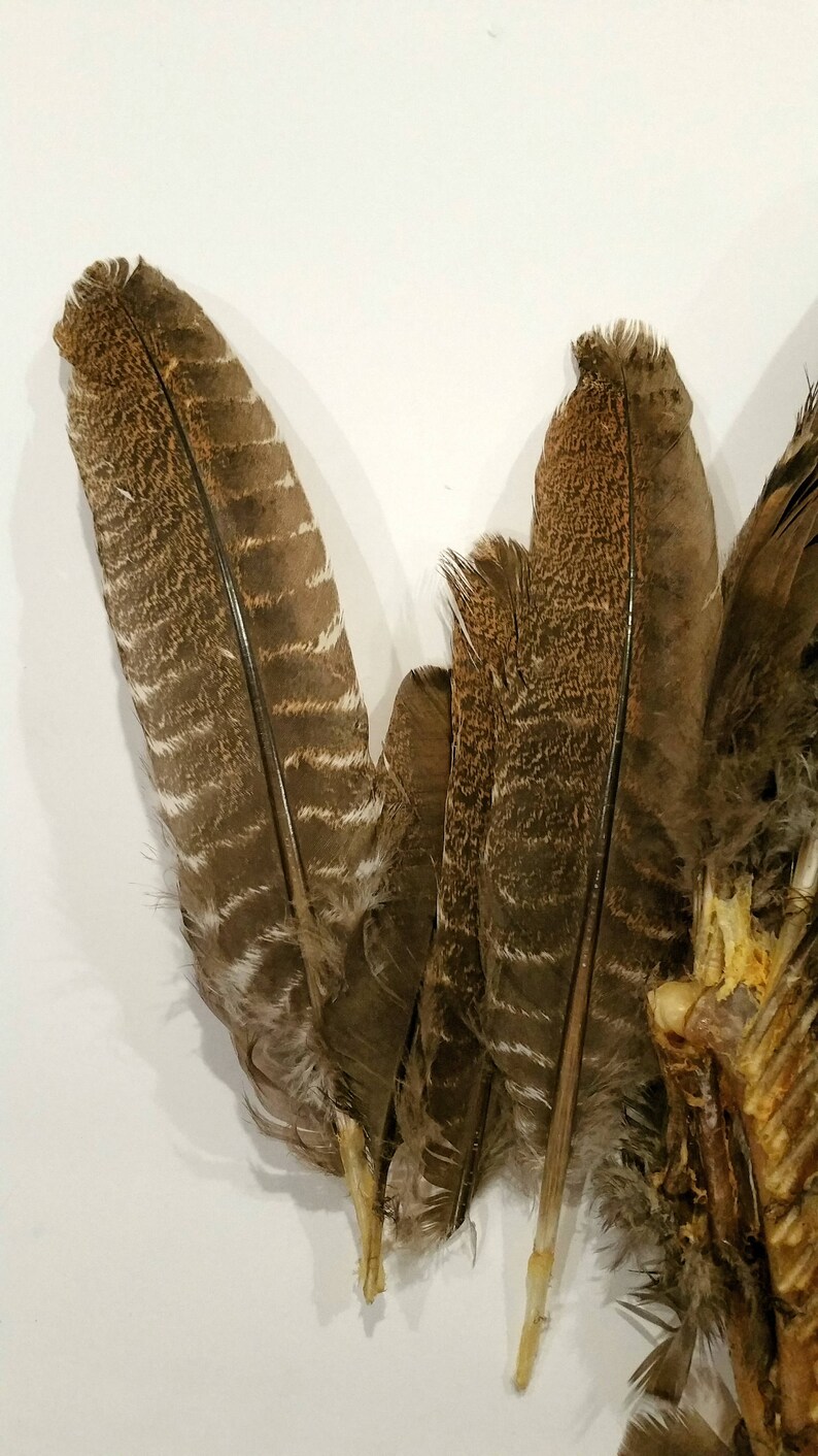 Wild Turkey Wing Quill Arrow Fletching Archery Fly Tying Fishing Smudge ...