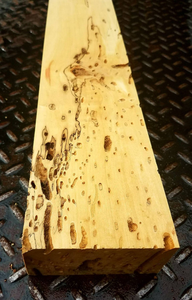 Boxelder Worm Insect Nest Tunneled Rustic Wood Board Lumber Shelf Blue ...