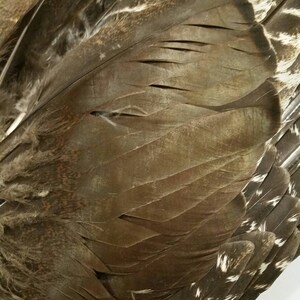 Wild Turkey Wing Quill Arrow Fletching Archery Fly Tying Fishing Smudge ...