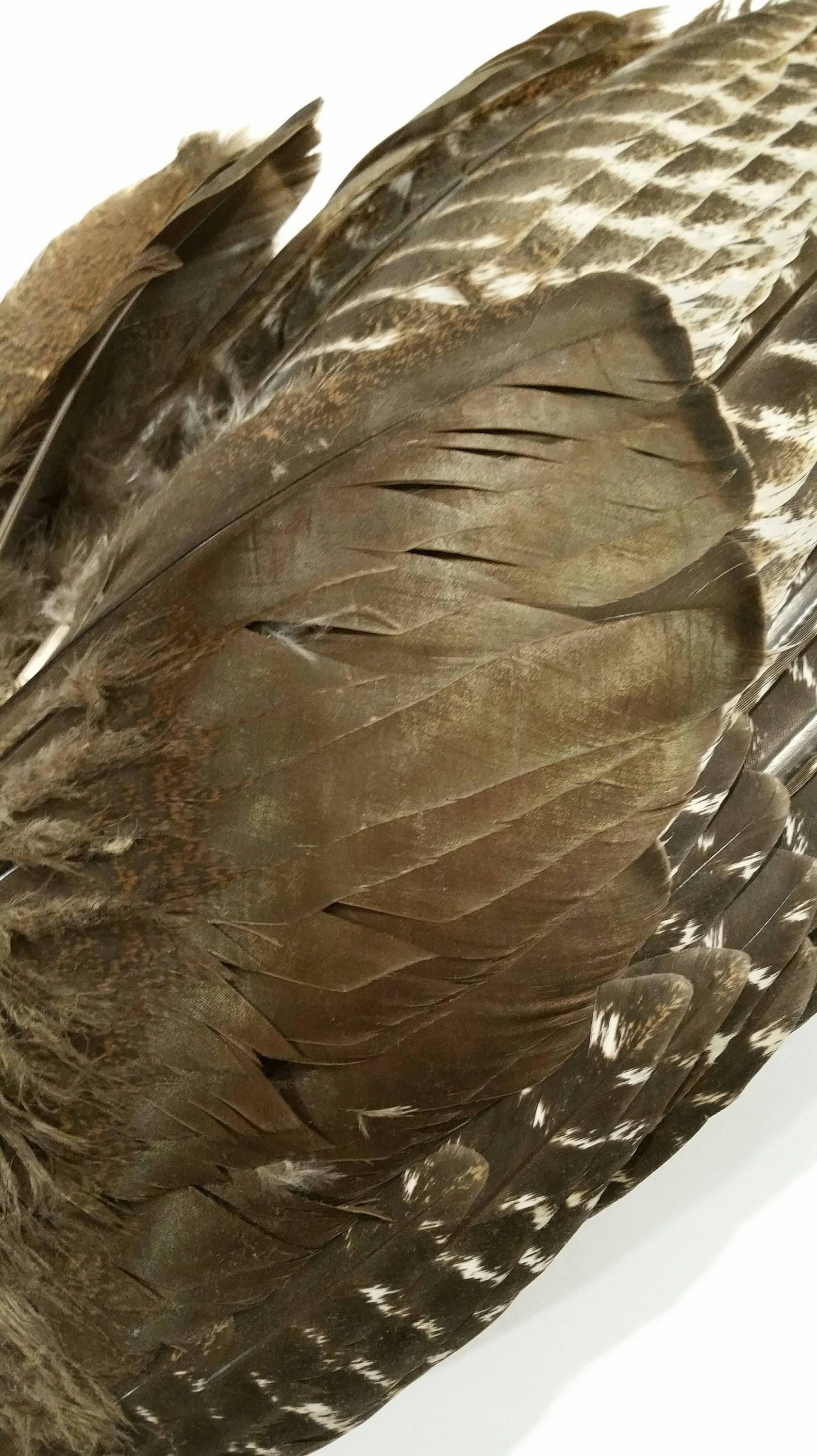 Wild Turkey Wing Quill Arrow Fletching Archery Fly Tying Fishing Smudge ...