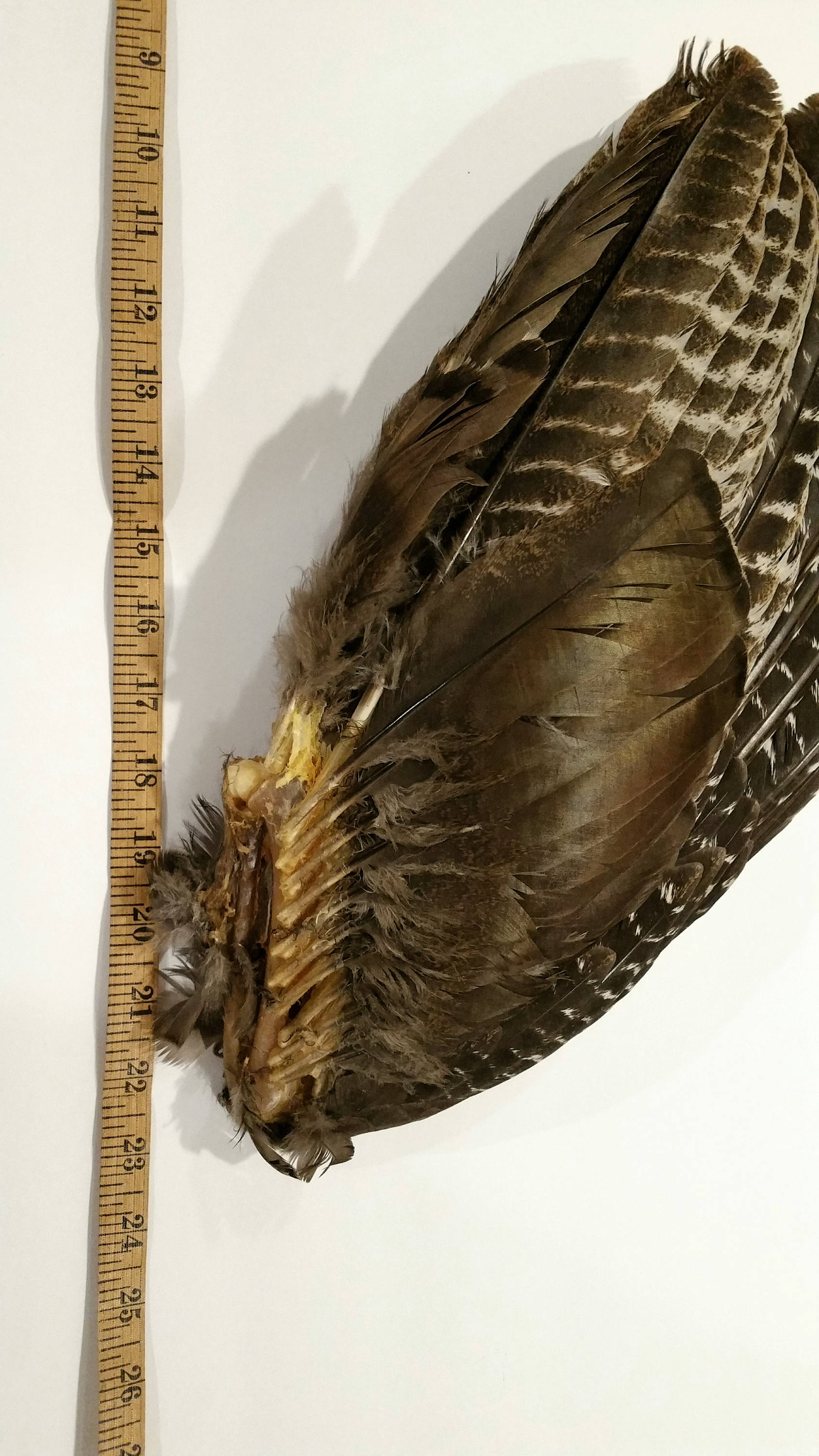 Wild Turkey Wing Quill Arrow Fletching Archery Fly Tying | Etsy