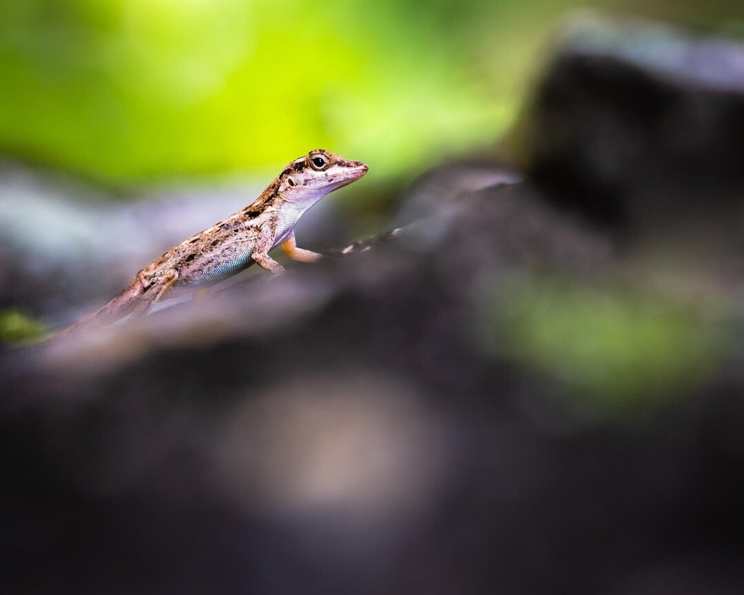 Anole | Color Photograph, Fine Art, Wall Art Print, Wall Decor, Garden ...