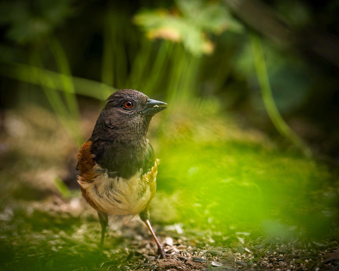 Spotted Towhee | Color Photograph, Fine Art, Wall Art Print, Songbird ...