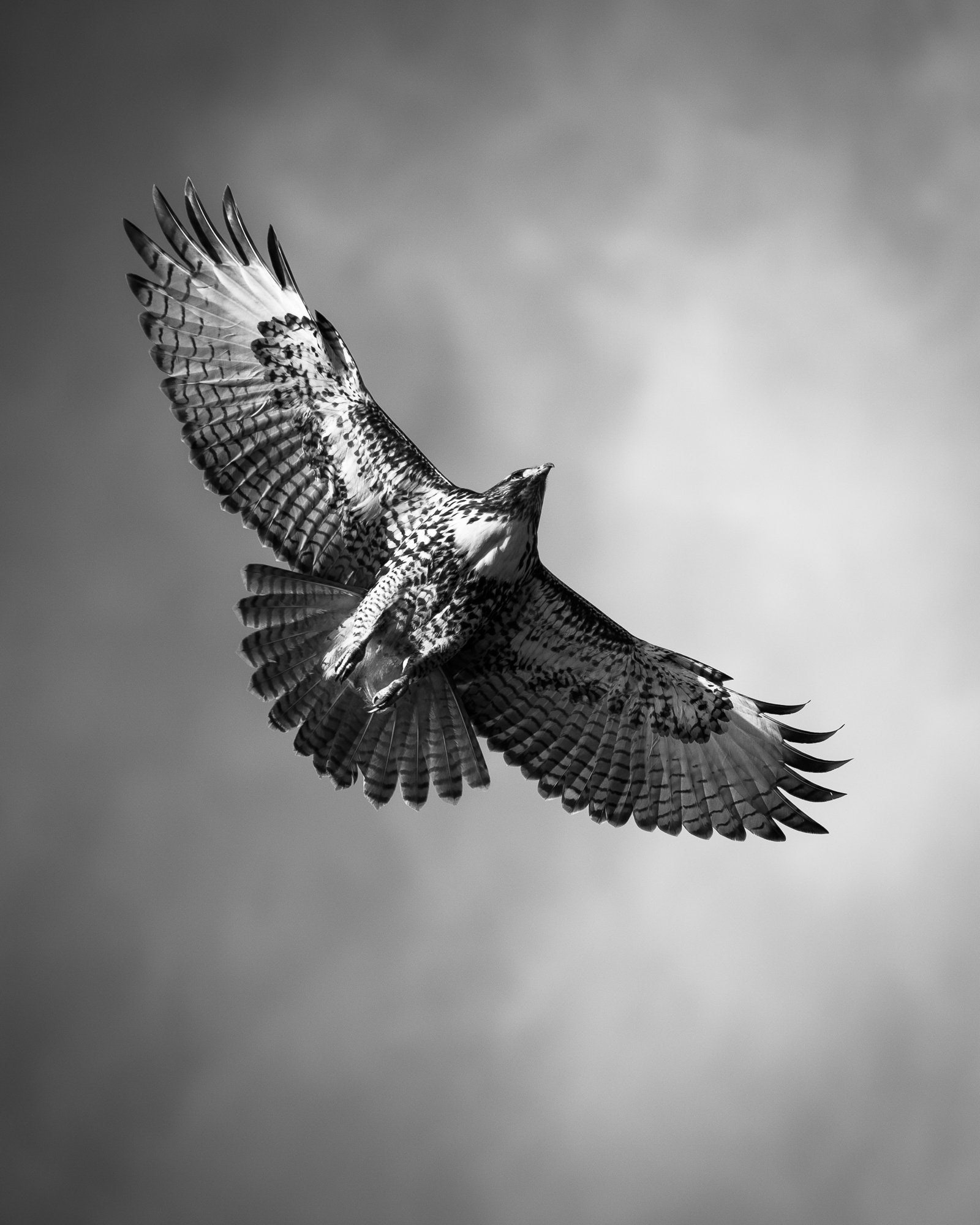 Red-tailed Hawk | Color Photograph, Fine Art, Wall Art Print, Wall ...
