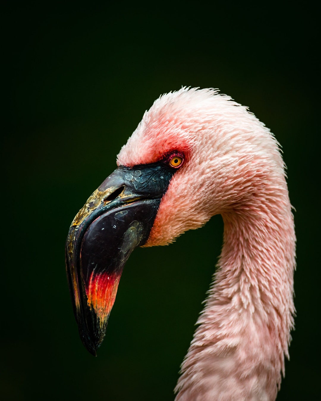 Flamingo | Color Photograph, Fine Art, Wall Art Print, Wall Decor ...