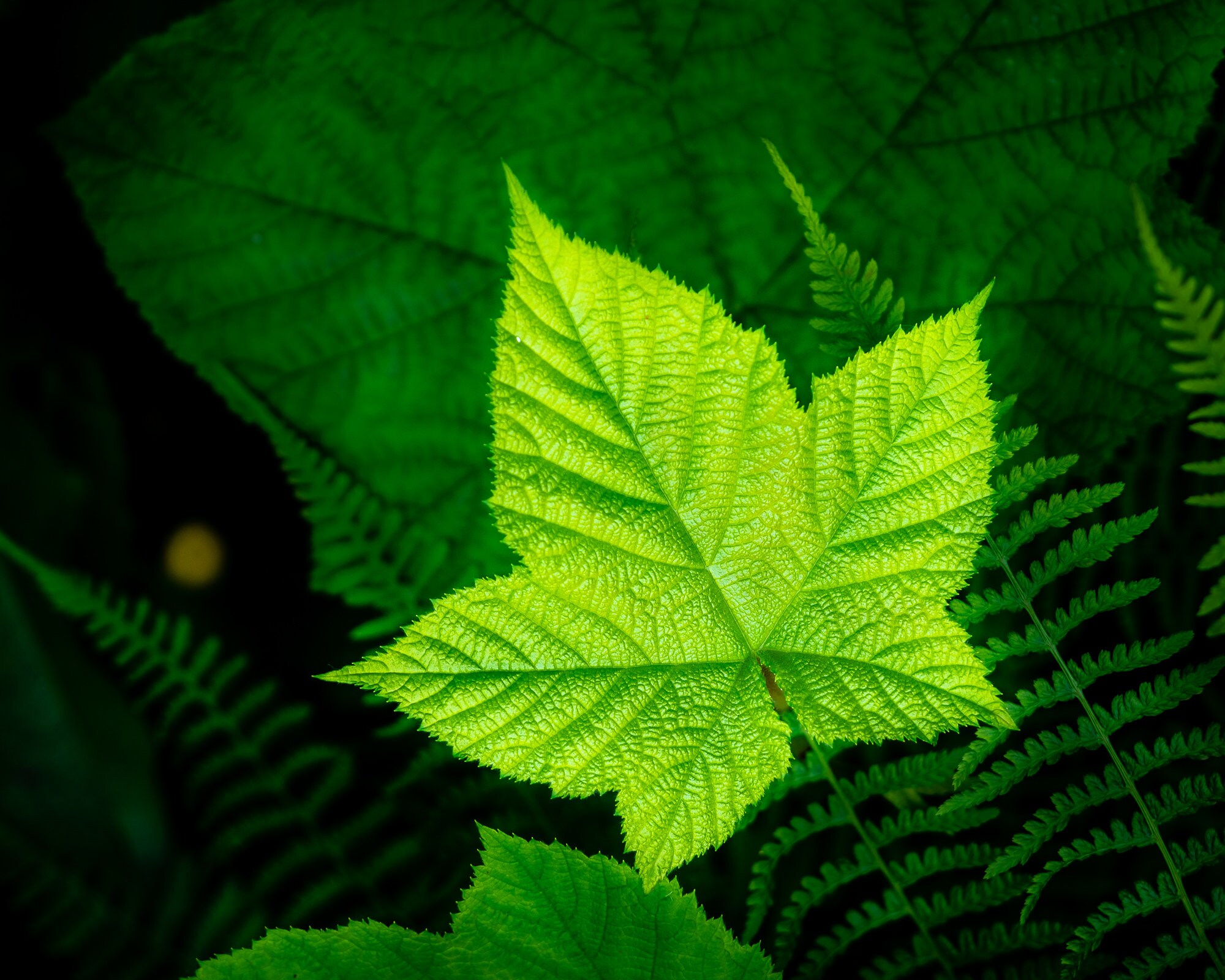 Leafy Layers | Color Photograph, Fine Art, Wall Art Print, Wall Decor ...